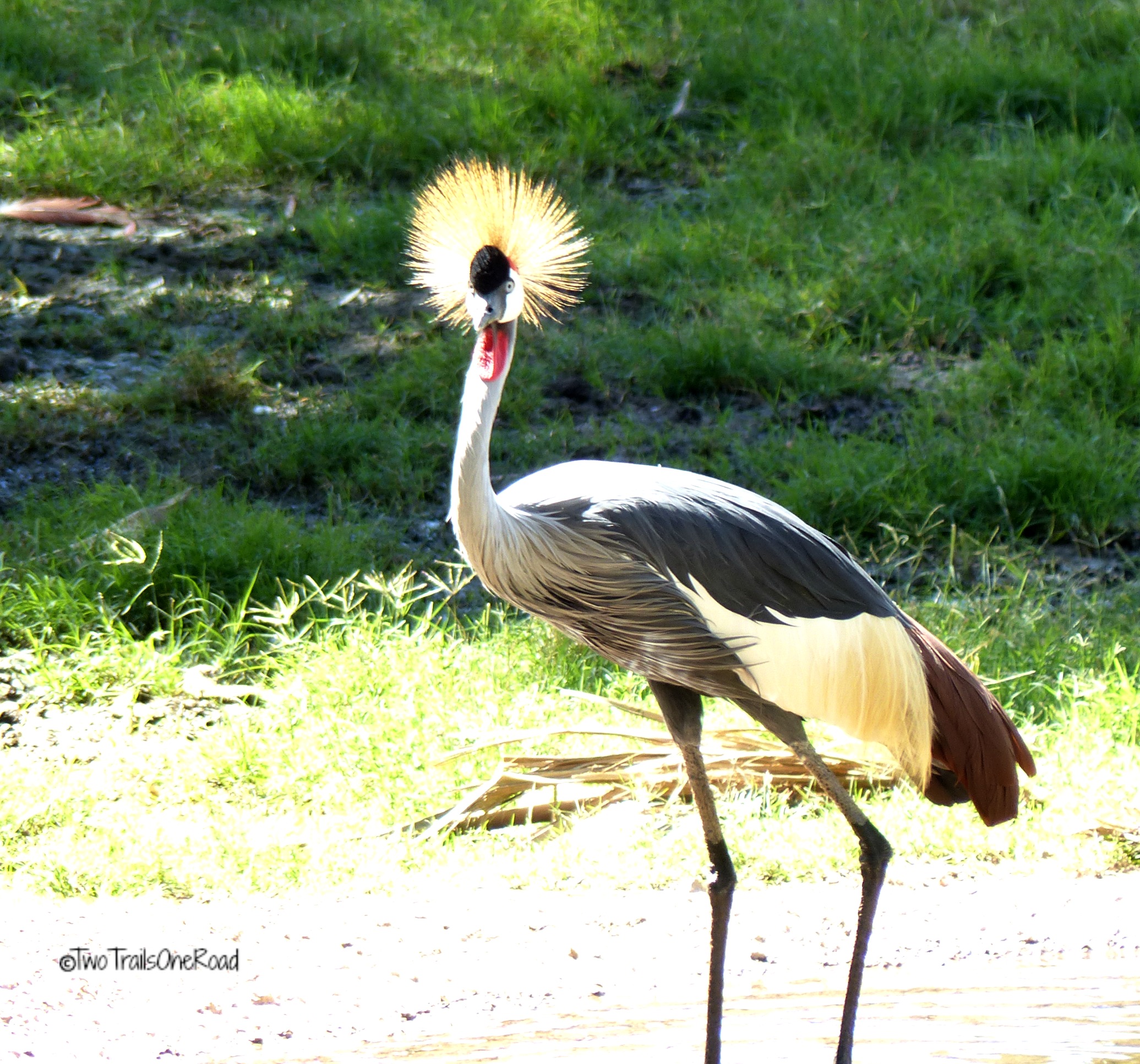 What’s Faster then a Speeding Thunderbird??? – Two Trails One Road